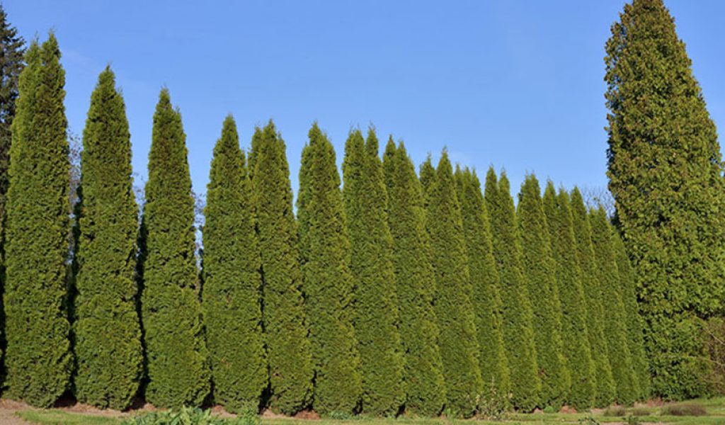 Creating Privacy in Your Backyard: 7 Outdoor Privacy Solutions to Try Now